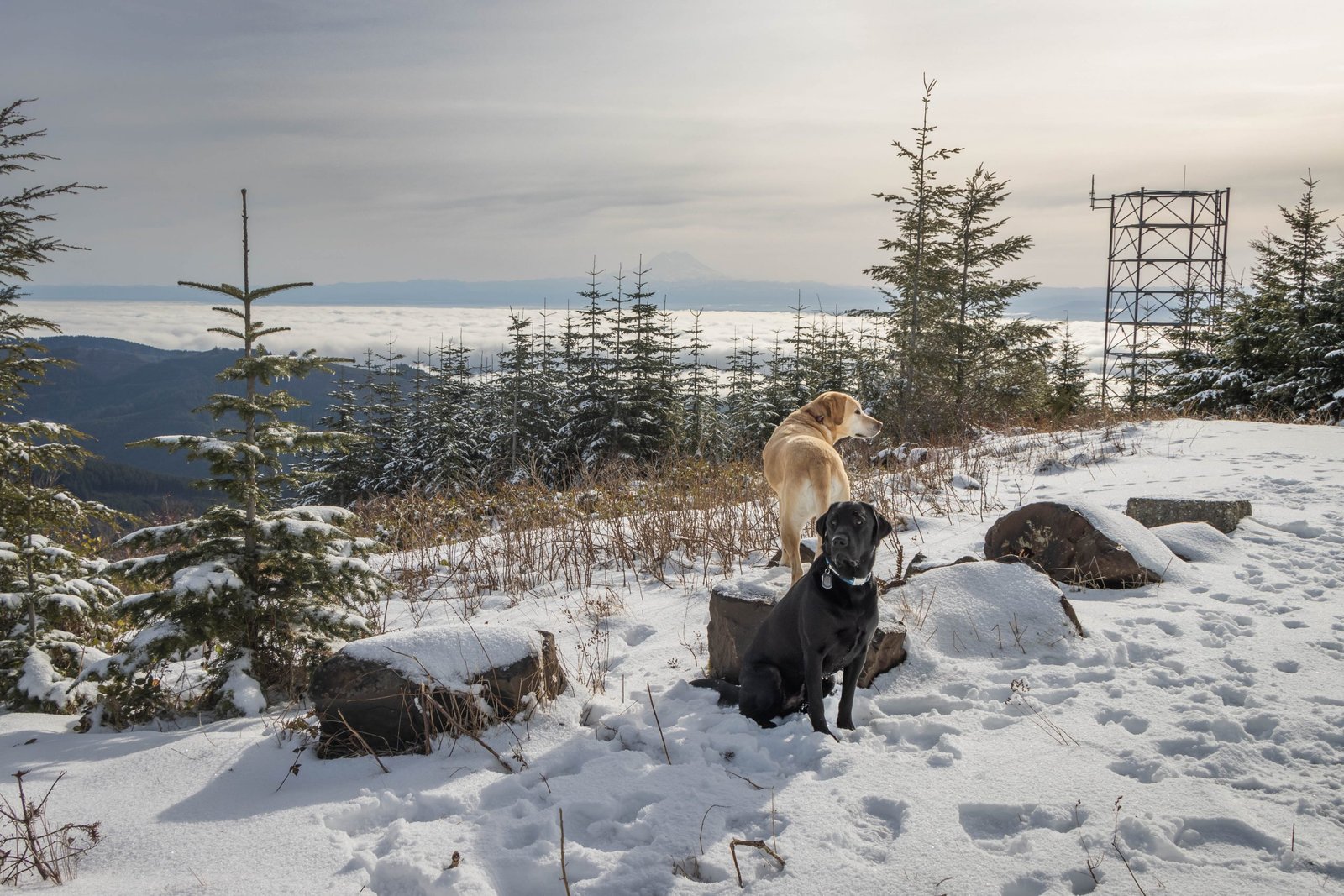 Capitol Peak + Larch Mountain | Dogs On Hikes / 狗狗徒步